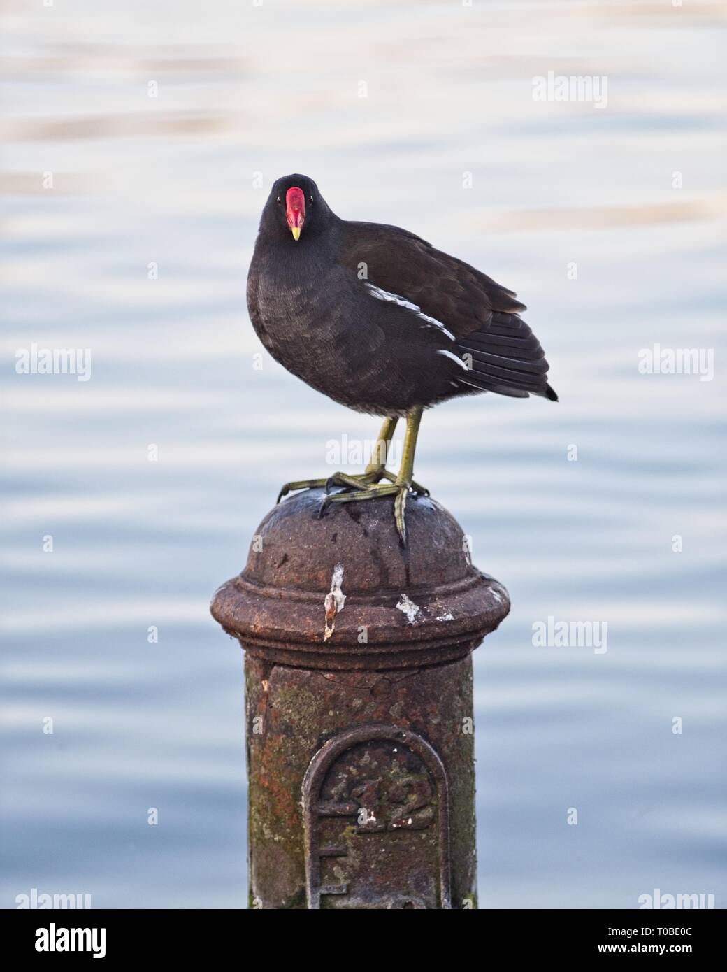 Resting moorhen hi-res stock photography and images - Alamy
