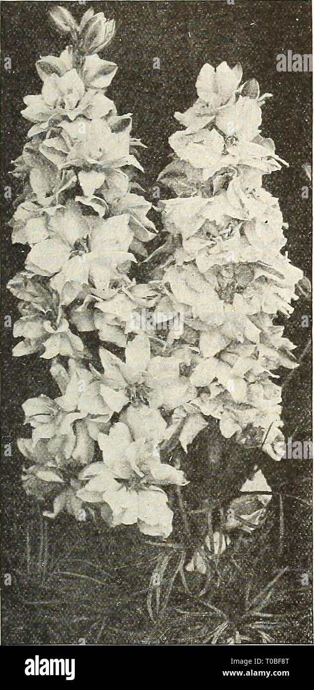 Flowef hi-res stock photography and images - Alamy