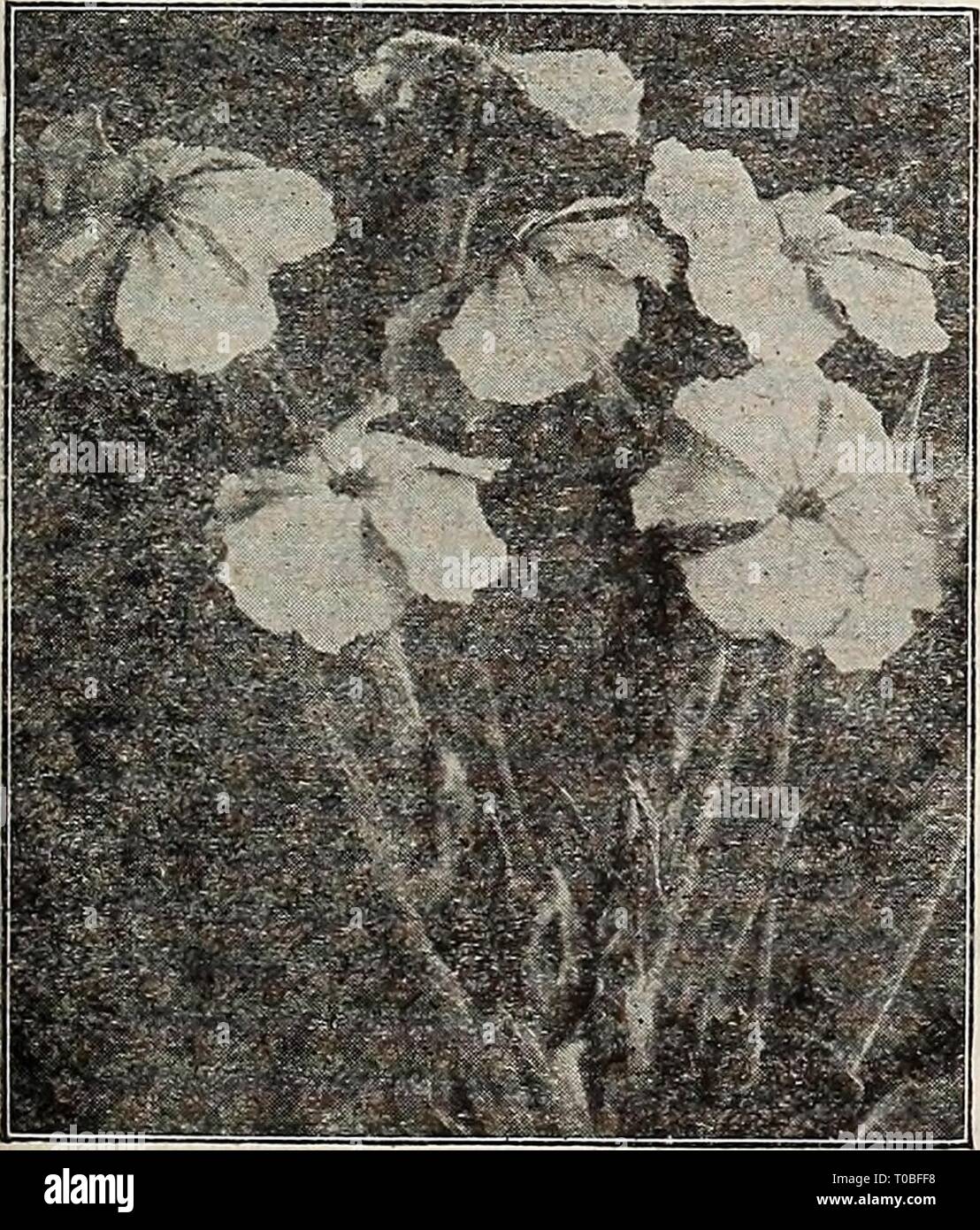 Wolfsbane drawing hi-res stock photography and images - Alamy