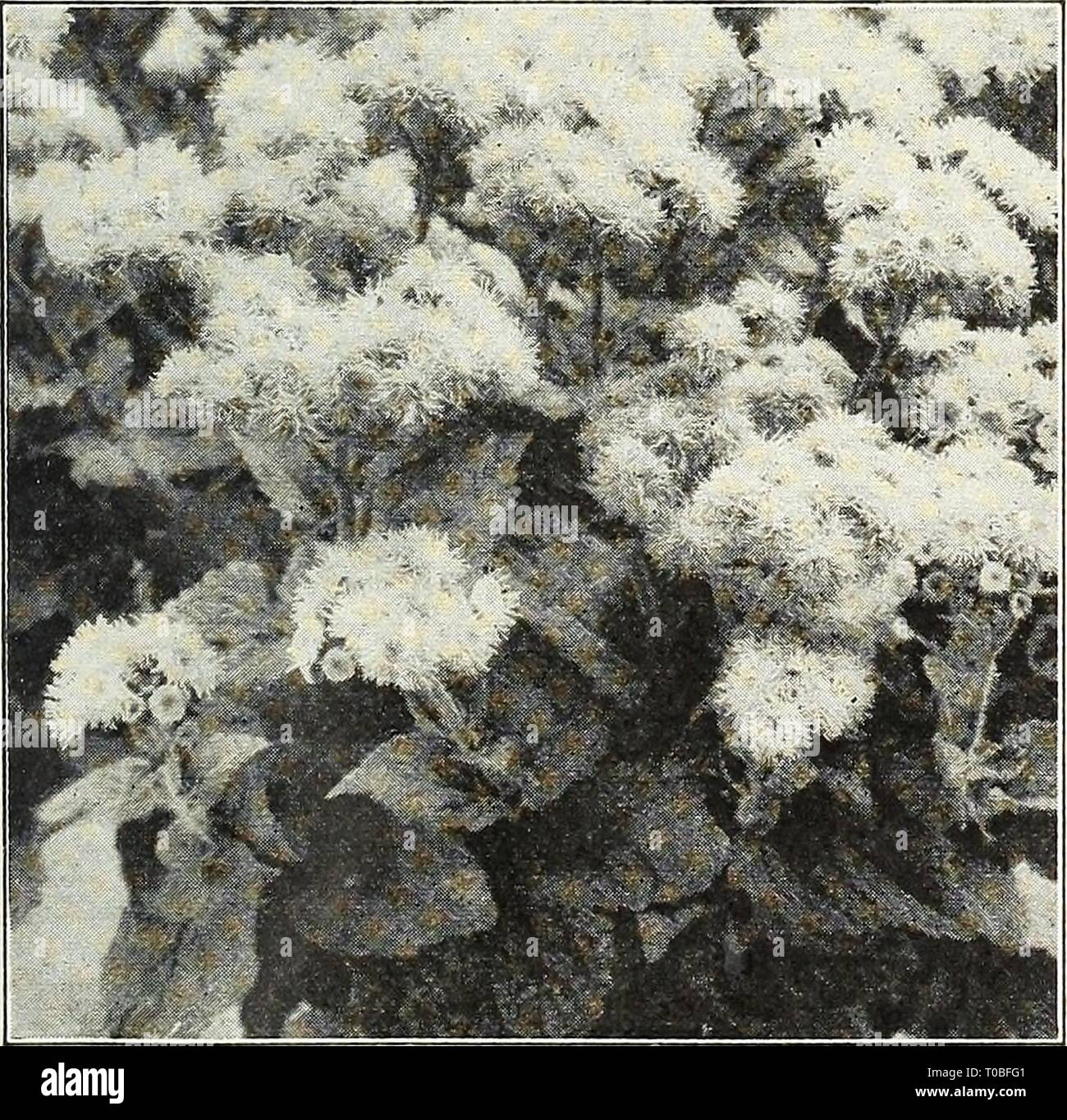 Wolfsbane drawing hi-res stock photography and images - Alamy