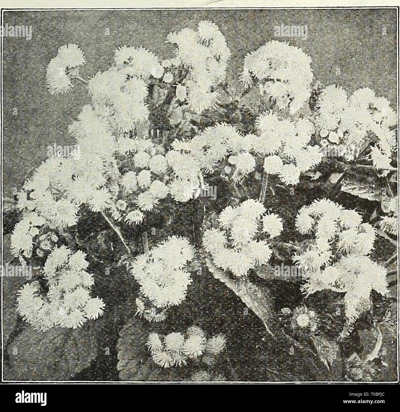 Wolfsbane drawing hi-res stock photography and images - Alamy