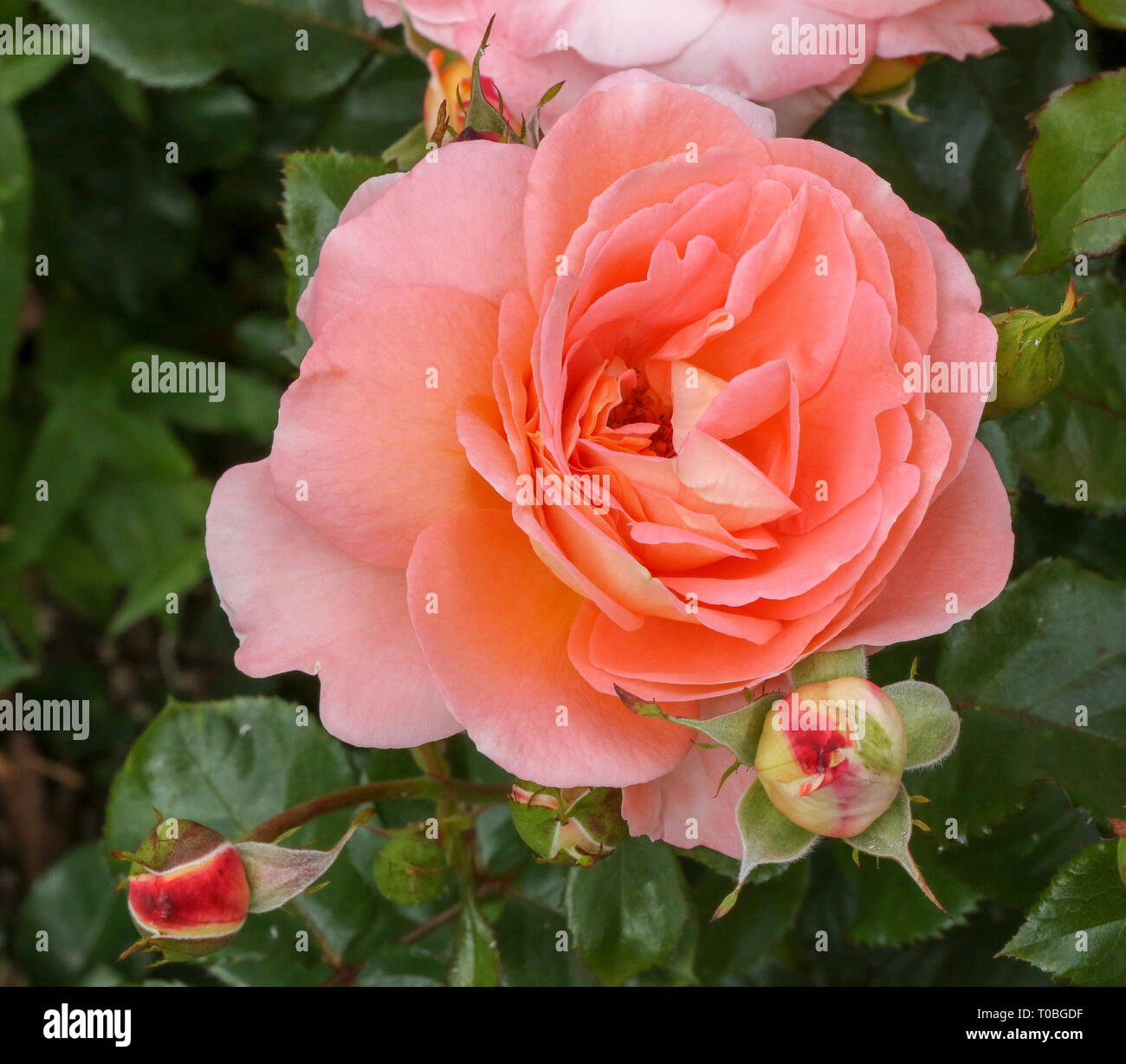 Bonita rose hi-res stock photography and images - Alamy