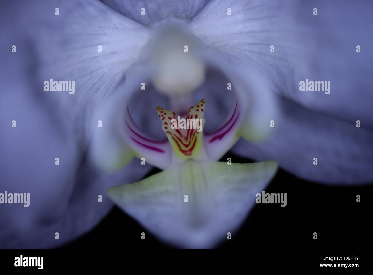 Orquidea hi-res stock photography and images - Alamy
