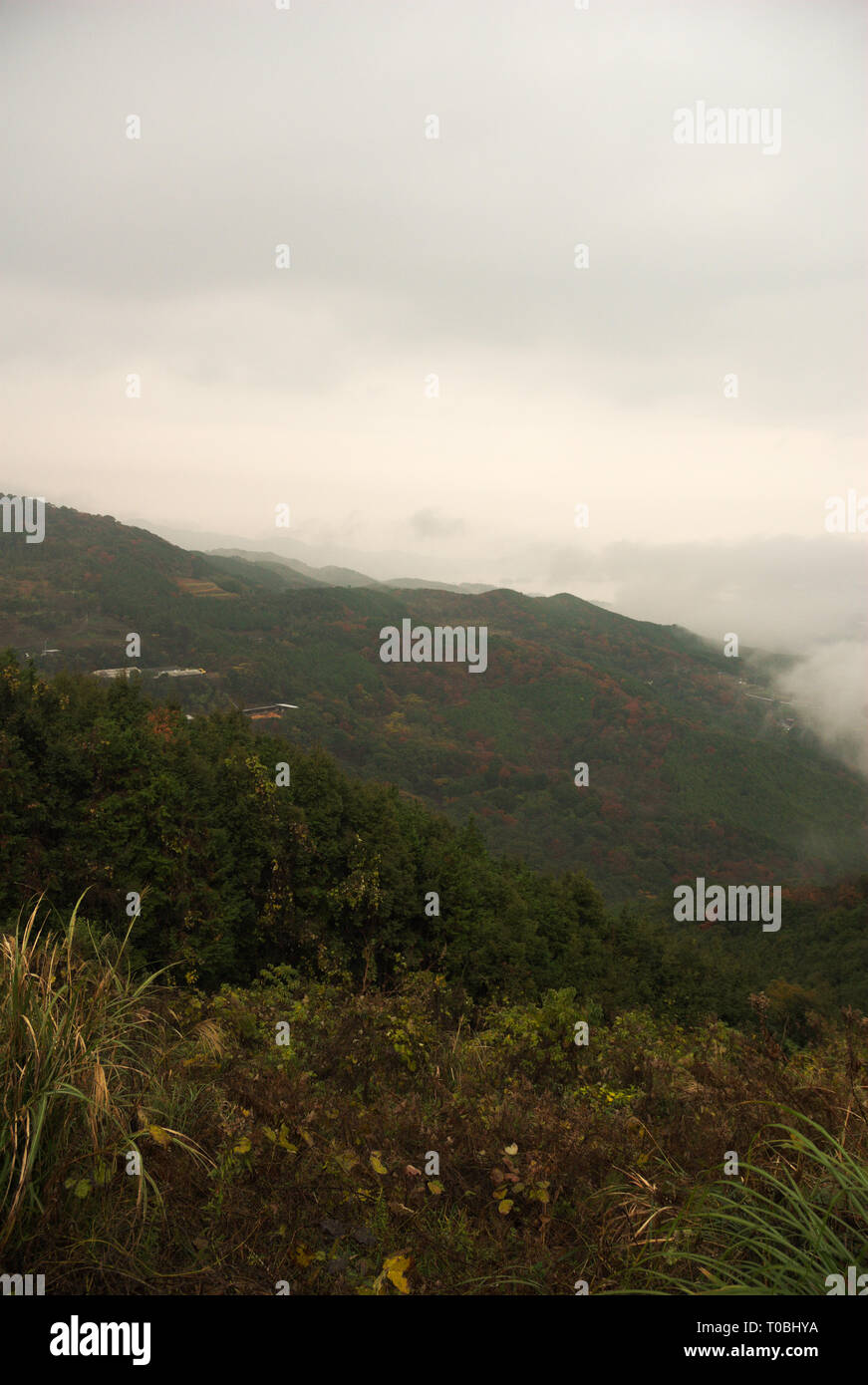 Nagasaki Prefectural Forest, Nagasaki, Kyushu, Japan Stock Photo - Alamy