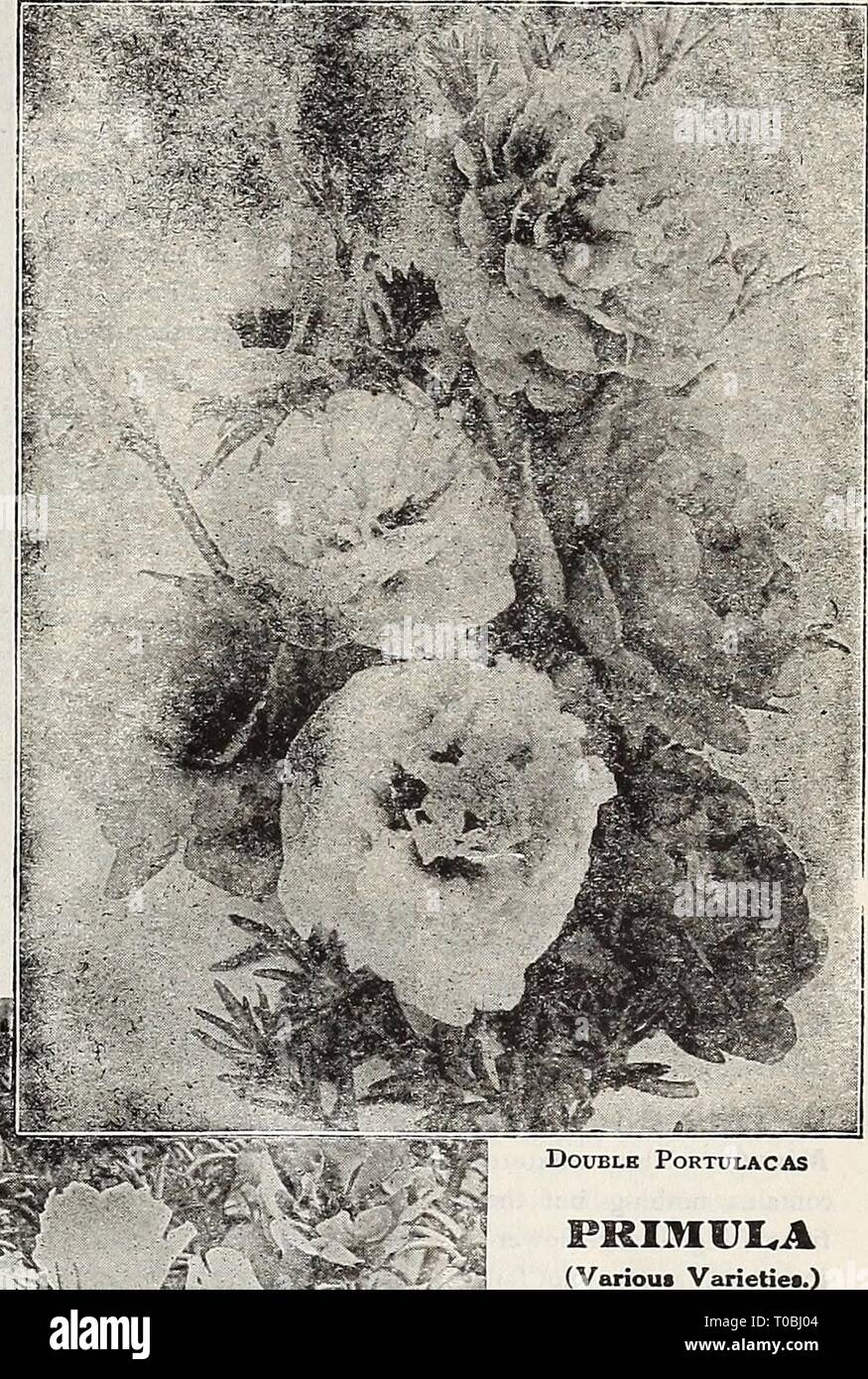 Rosy primrose hi-res stock photography and images - Alamy