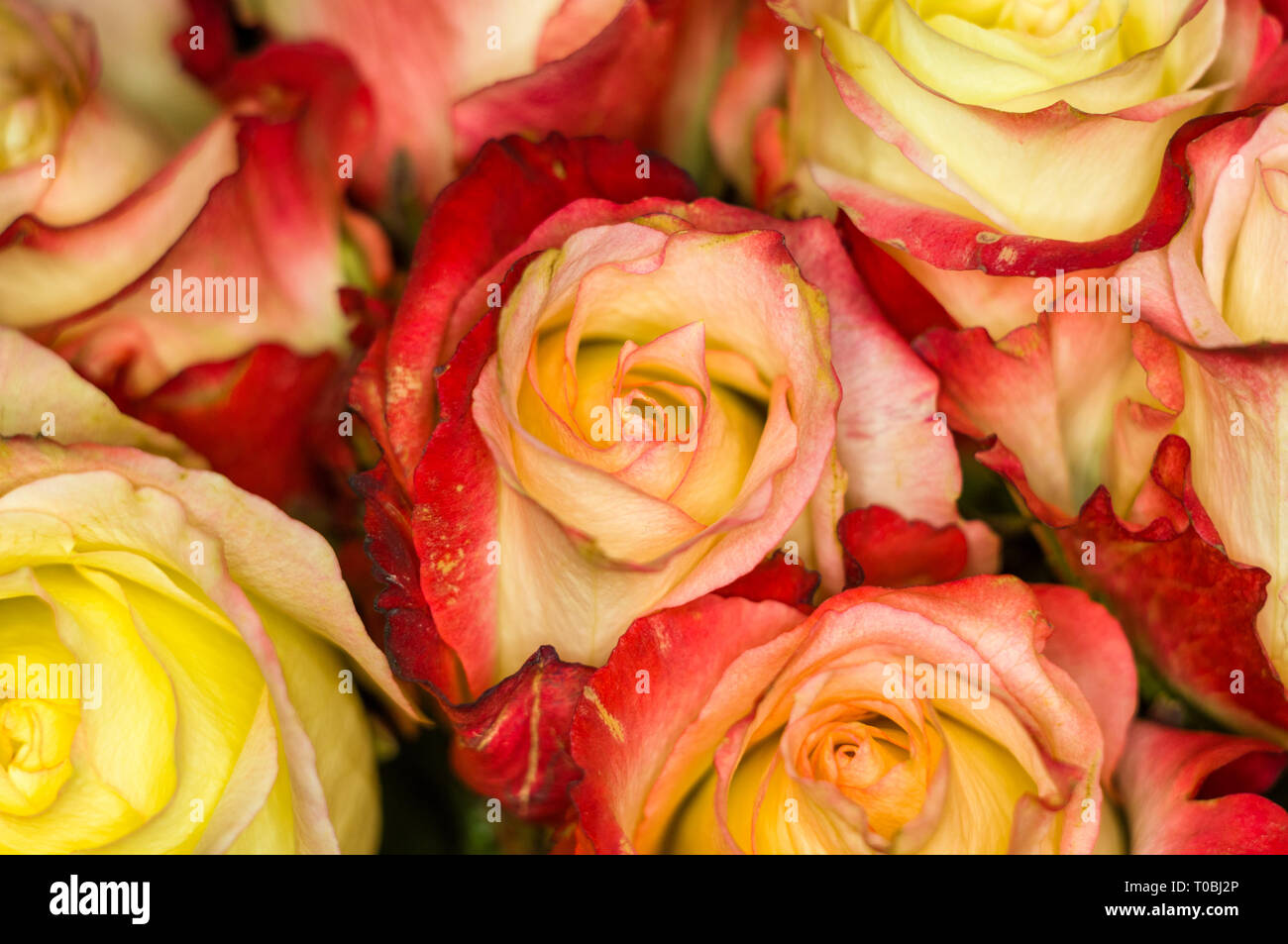 Beautiful large bouquet of yellow-red roses on dark background. Nature ...