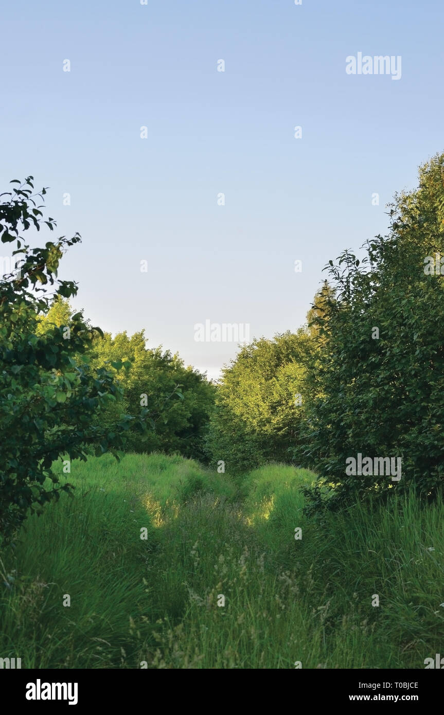 Deserted Abandoned Verdant Rural Woods Country Road Trail Perspective ...