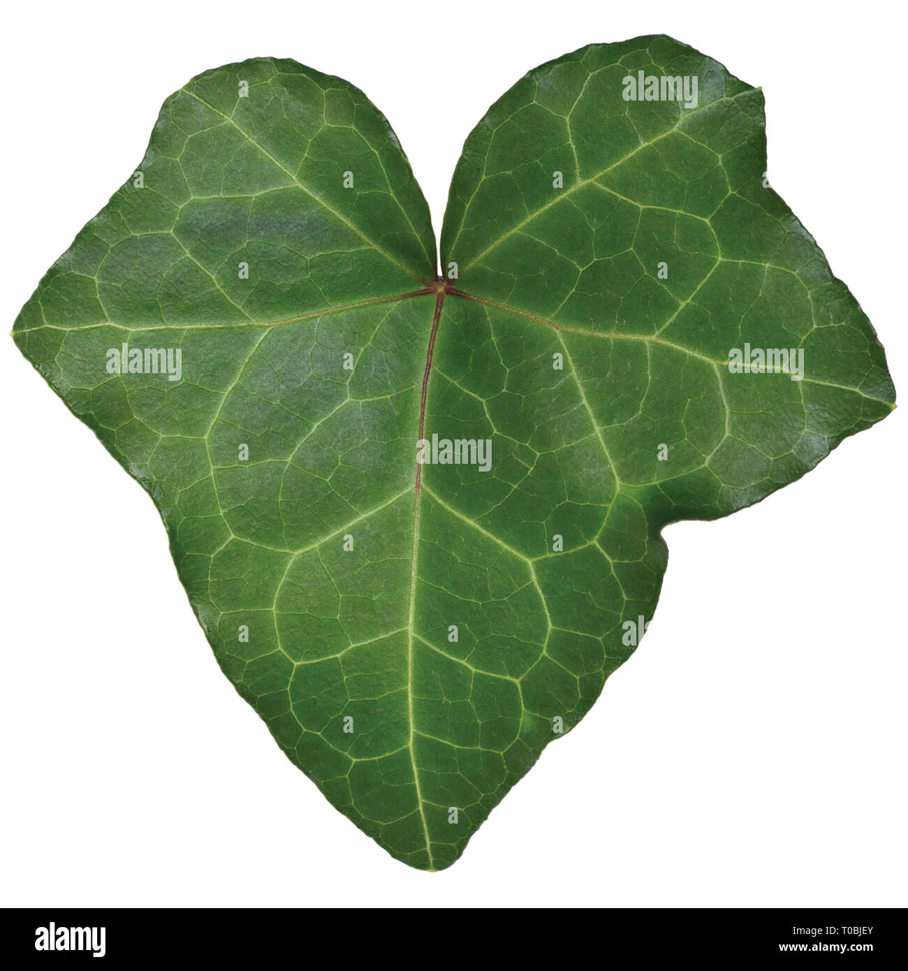Hedera helix species ivy Cut Out Stock Images & Pictures - Alamy