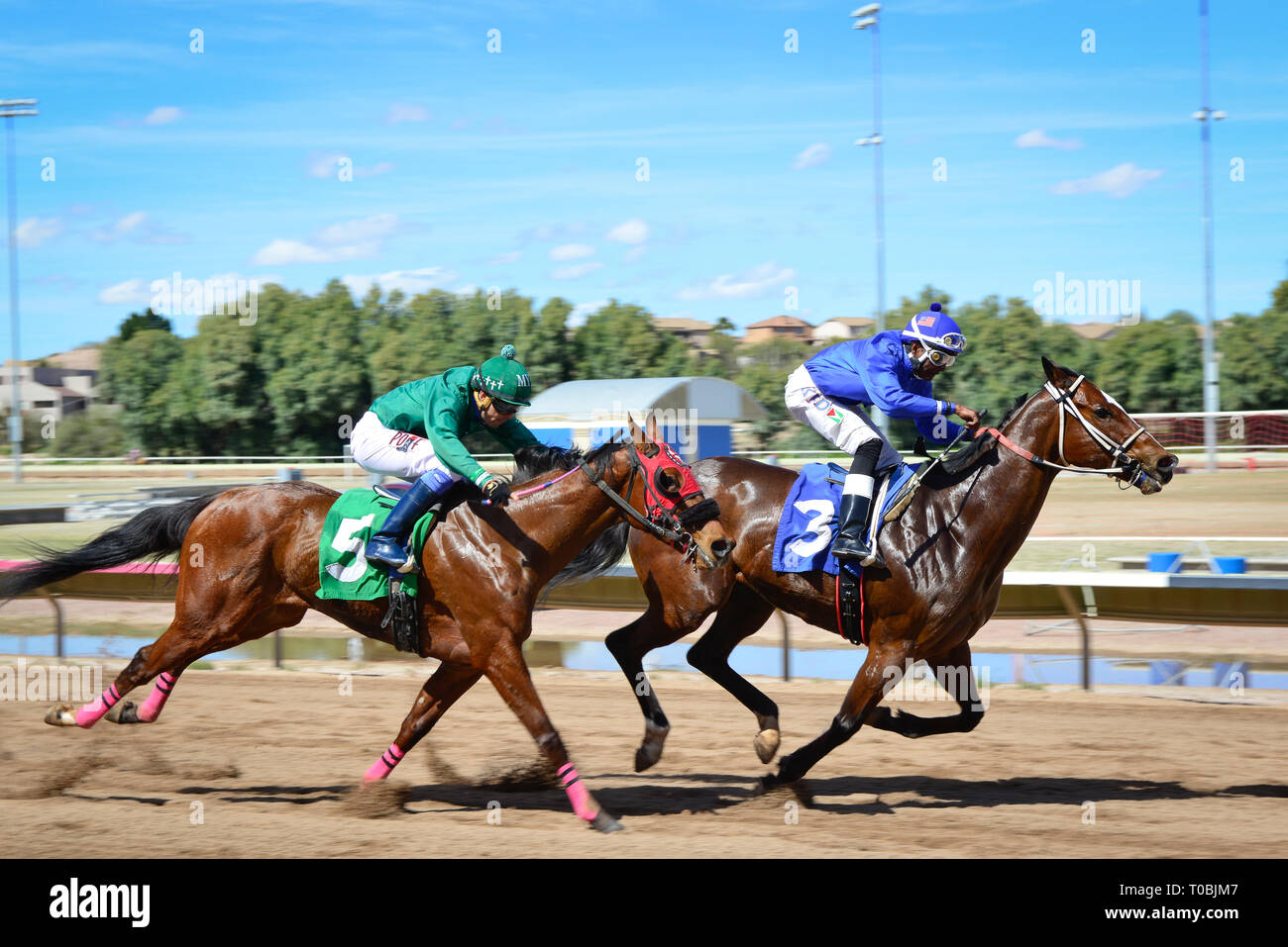 View of the final stretch for two racehorses running for the finish ...