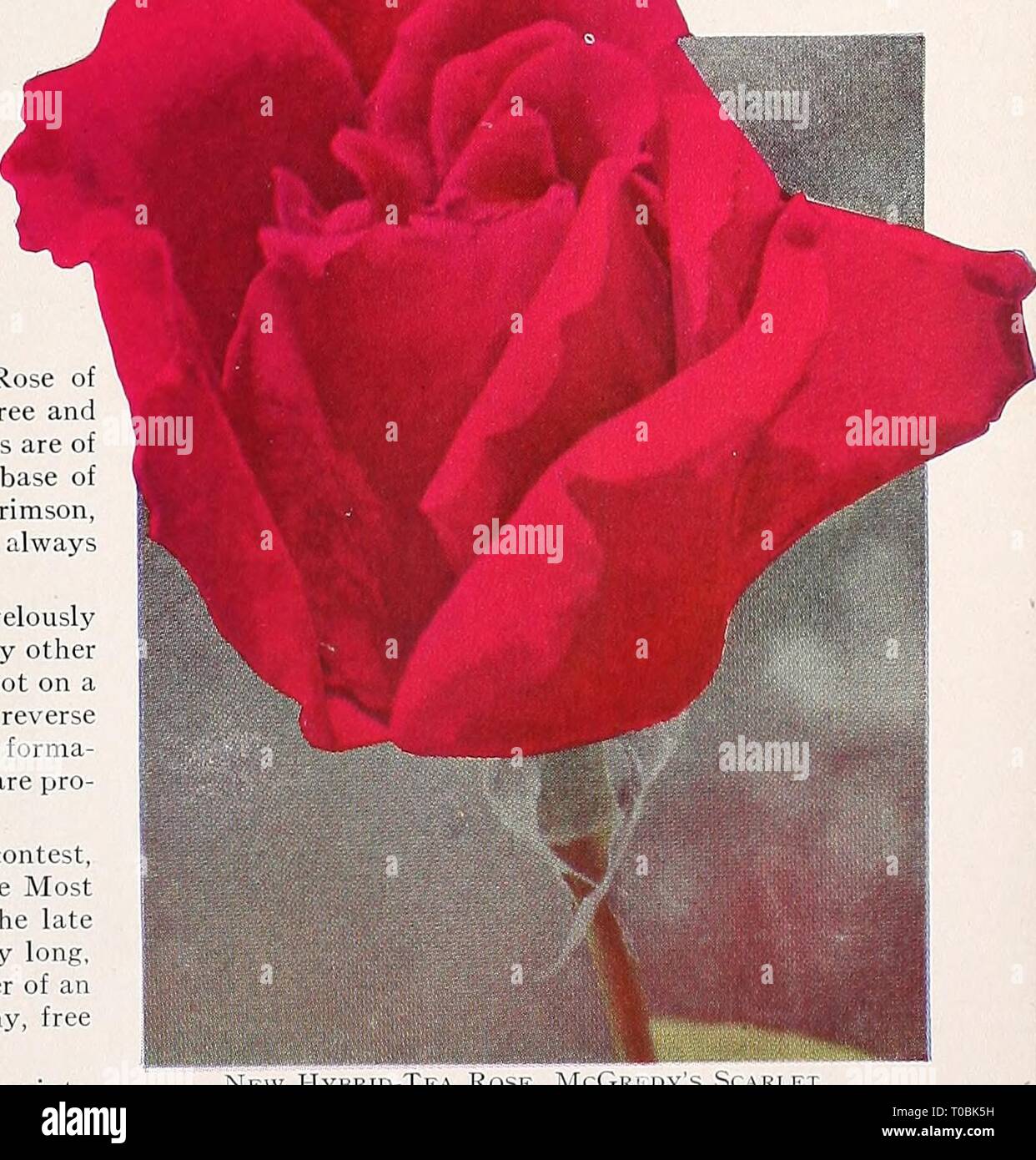 Dreer's garden book 1932 (1932) Dreer's garden book 1932 ...