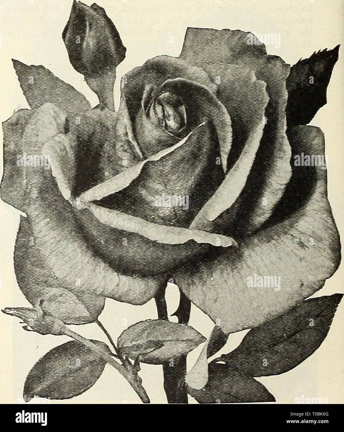 Annie laurie hi-res stock photography and images - Alamy