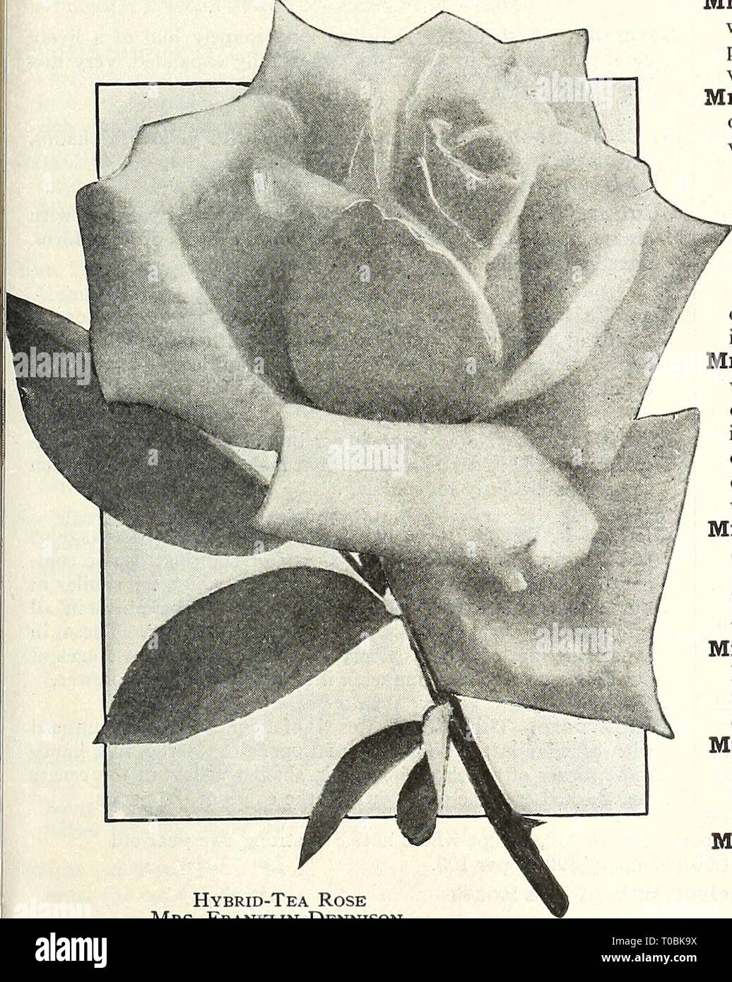 Well formed hybrid tea flowers hi-res stock photography and images - Alamy