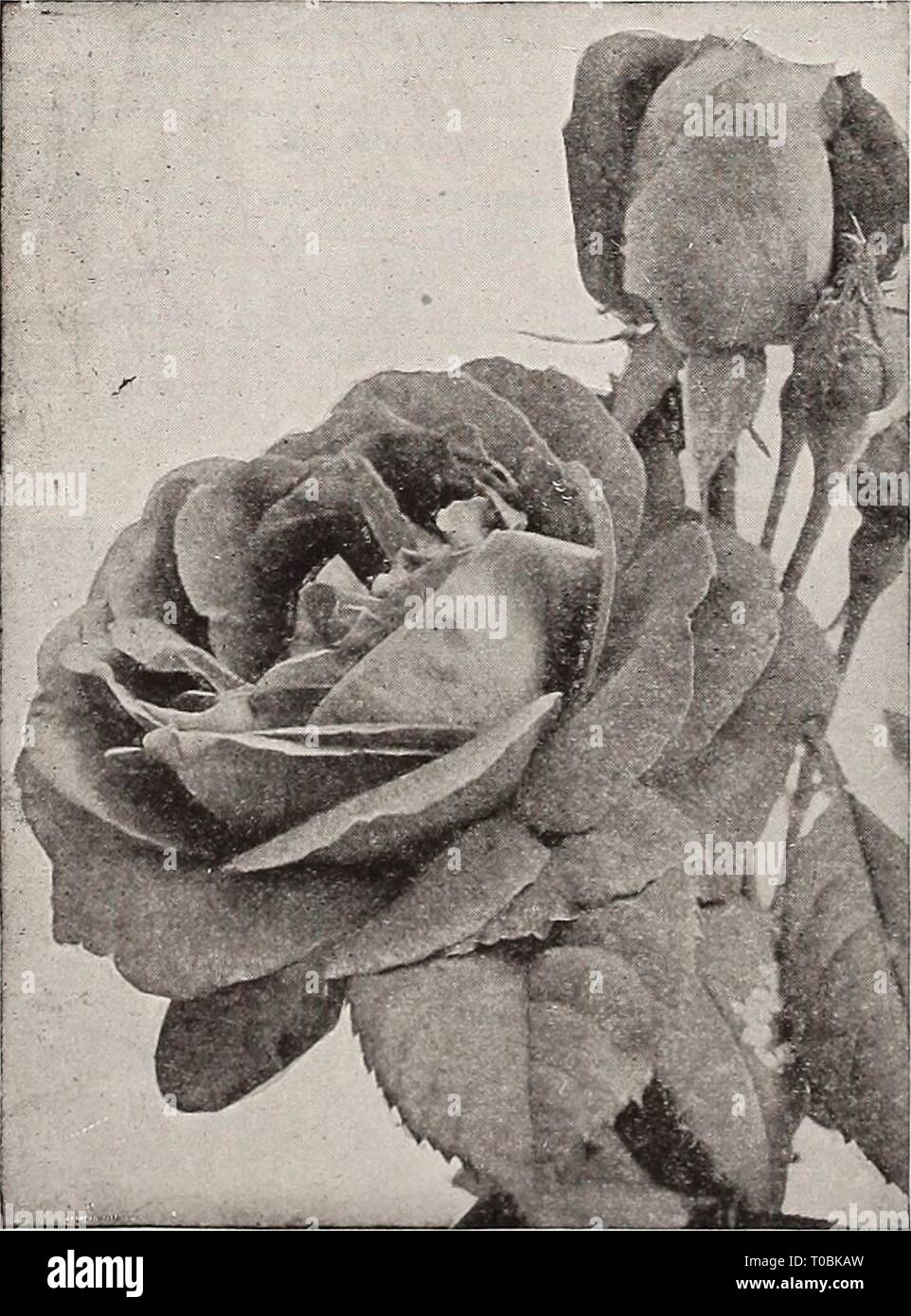 Arends rose hi-res stock photography and images - Alamy