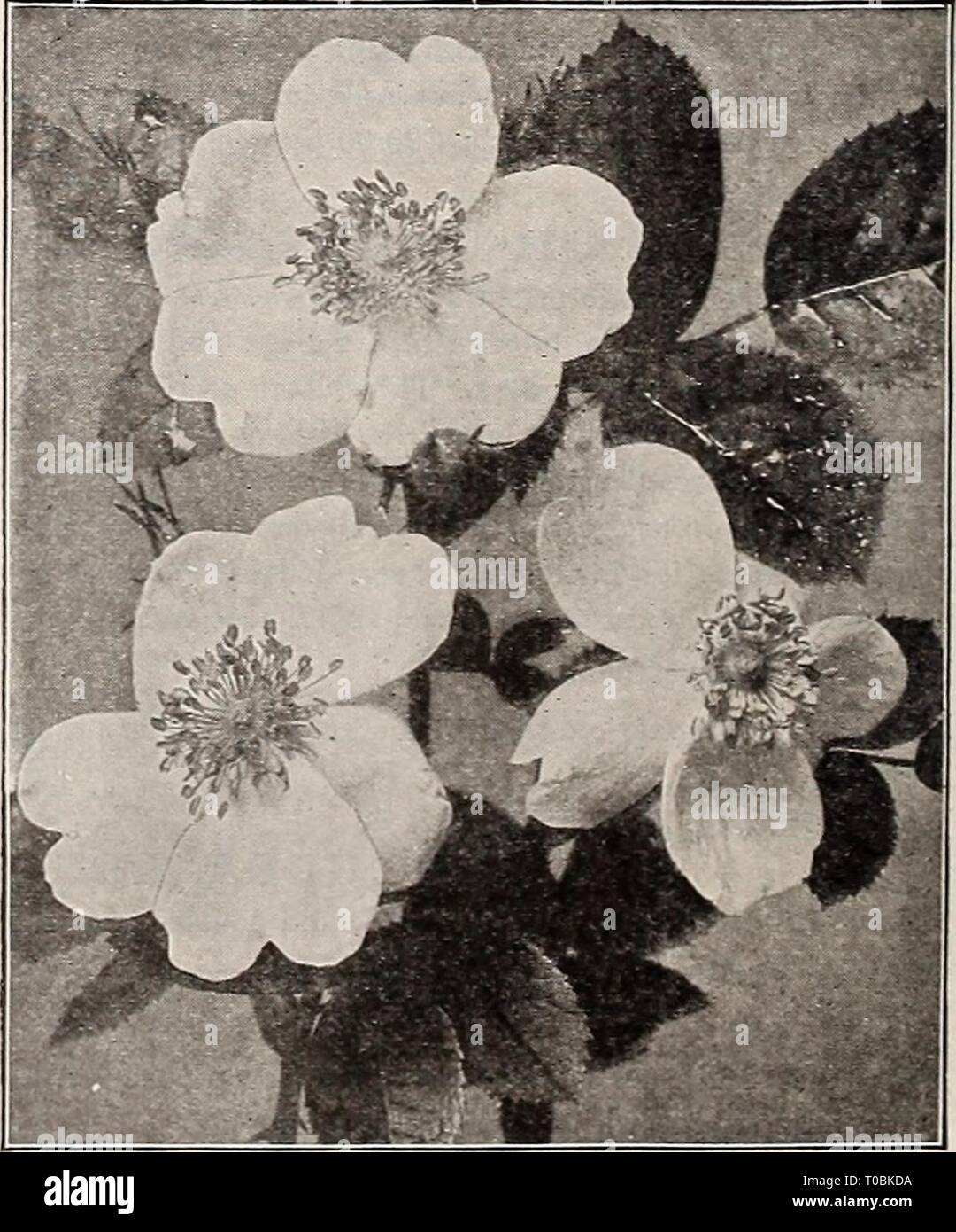 Grown as pillar rose hi-res stock photography and images - Alamy