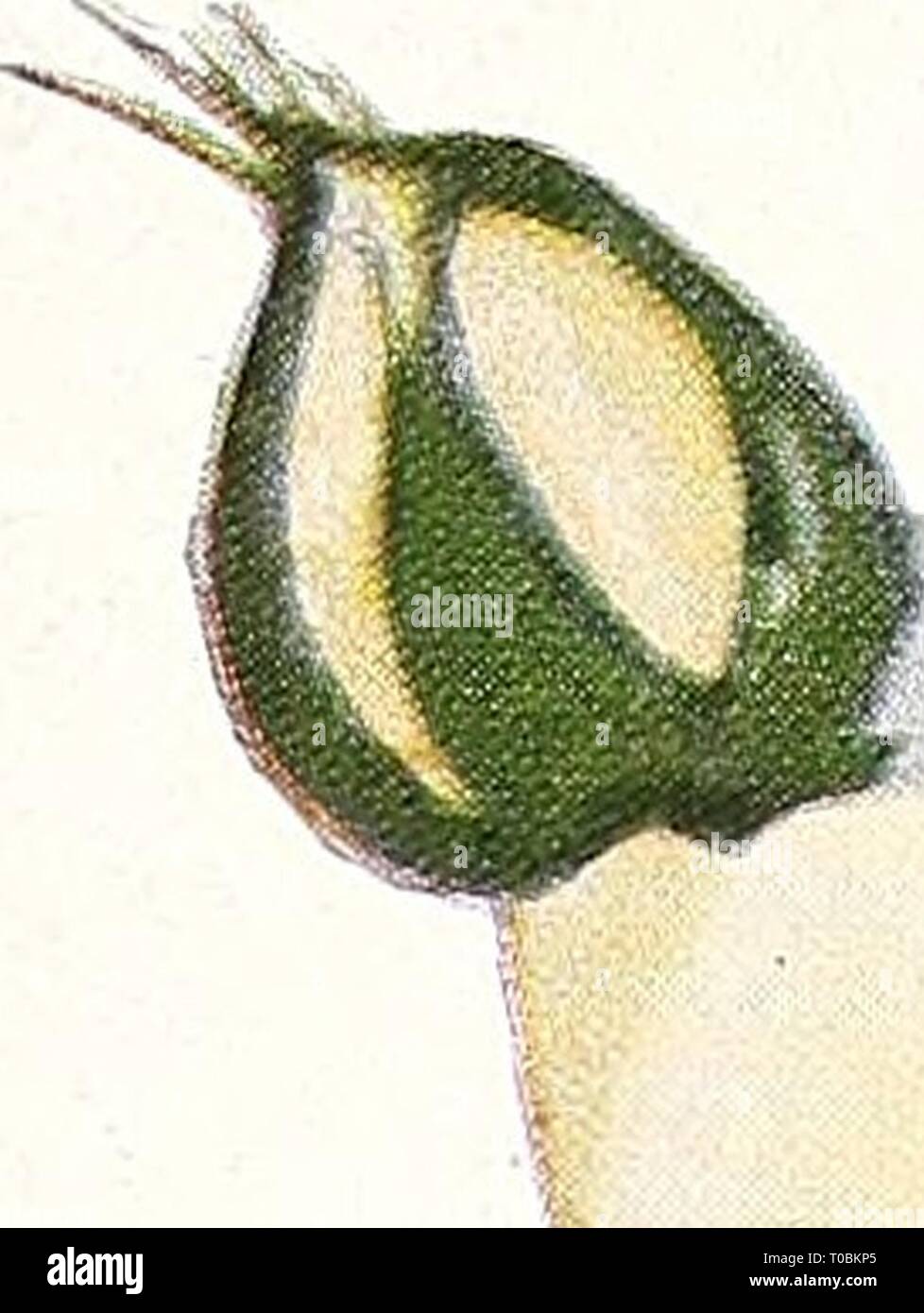 Flush pointed hi-res stock photography and images - Alamy