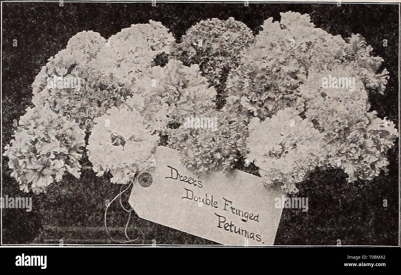 Tyrian purple color hi-res stock photography and images - Alamy