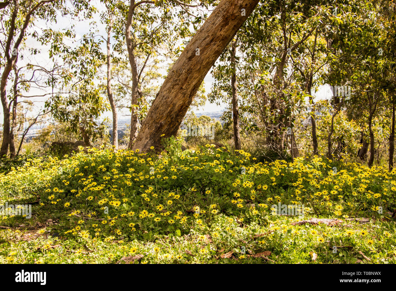 Australian bushes hi-res stock photography and images - Alamy