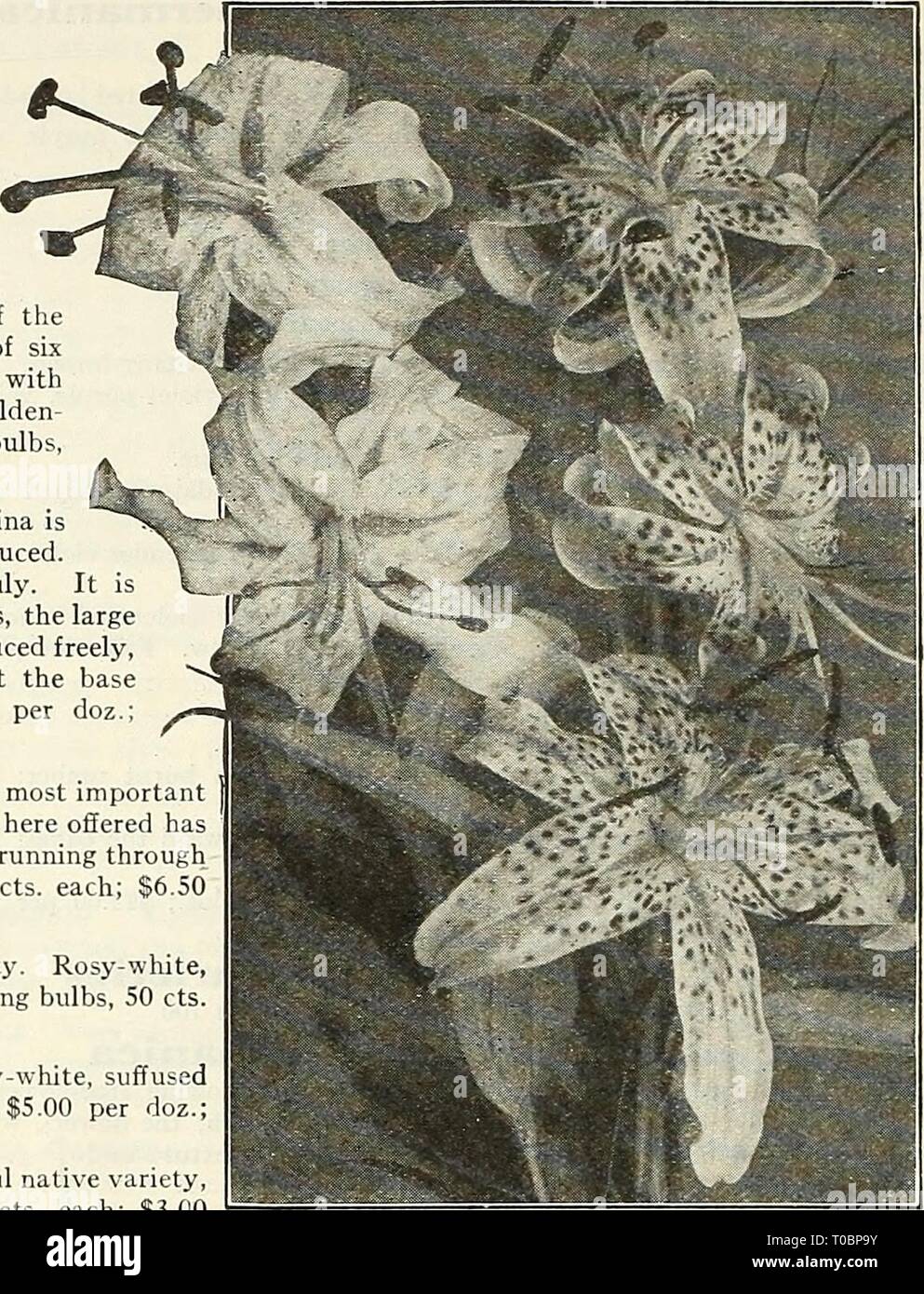 Dreer's garden book 1928 (1928 Stock Photo - Alamy