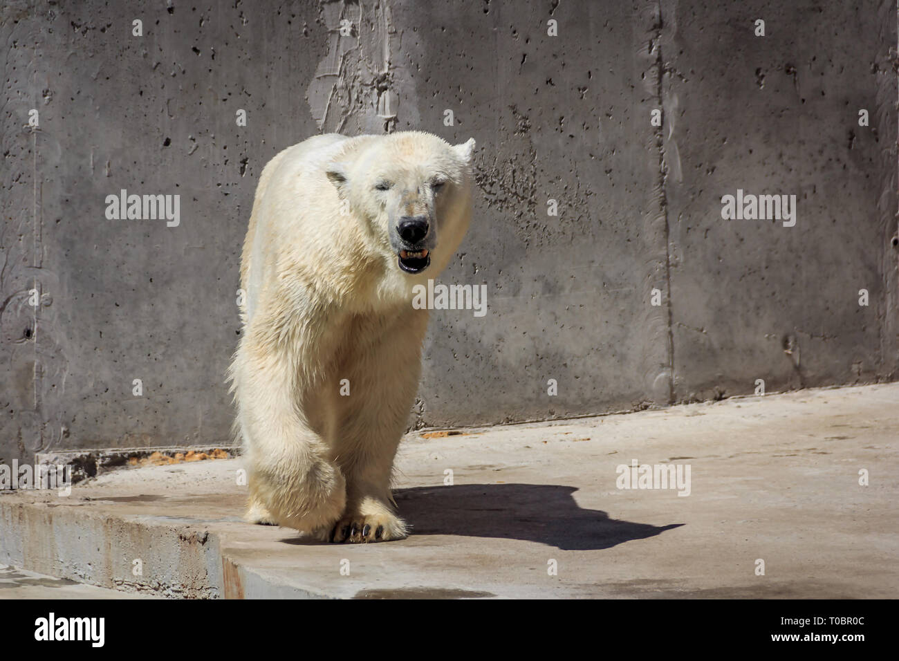 Polar bear in the zoo. An animal in captivity. Animal in the zoo. Polar ...