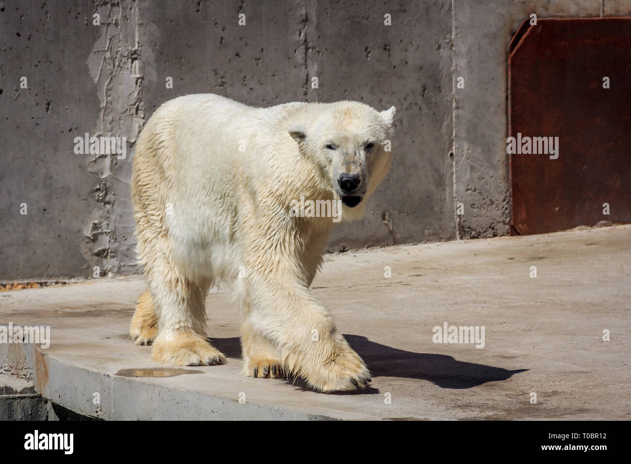 Polar bear in the zoo. An animal in captivity. Animal in the zoo. Polar ...