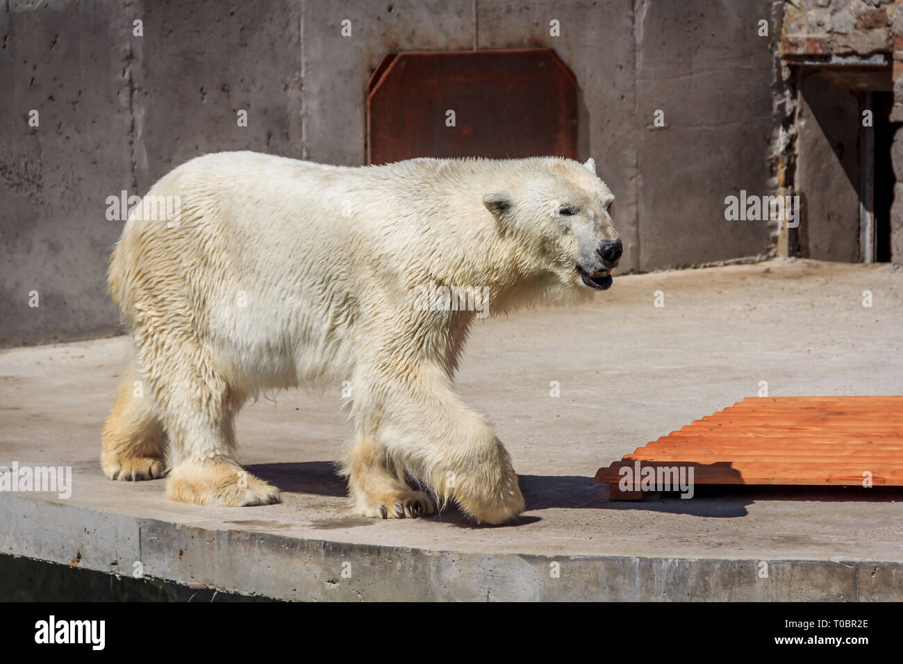 Polar bear in the zoo. An animal in captivity. Animal in the zoo. Polar ...
