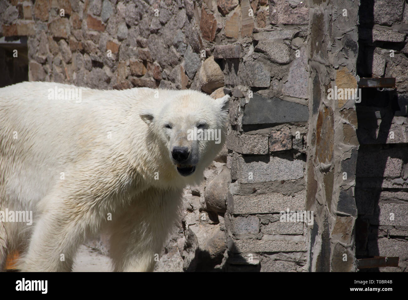 Polar bear in the zoo. An animal in captivity. Animal in the zoo. Polar ...