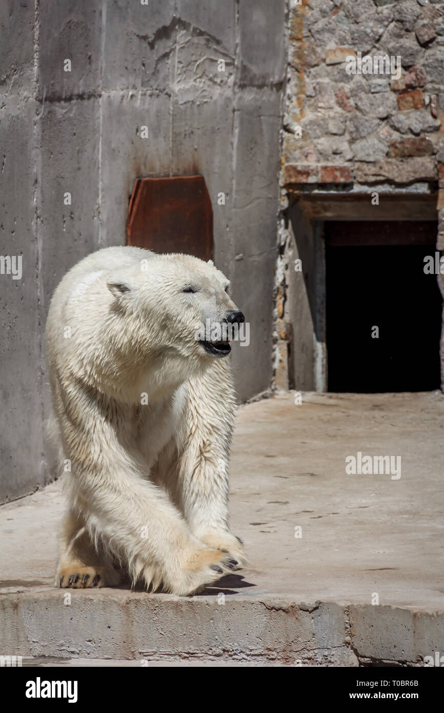 Polar bear in the zoo. An animal in captivity. Animal in the zoo. Polar ...
