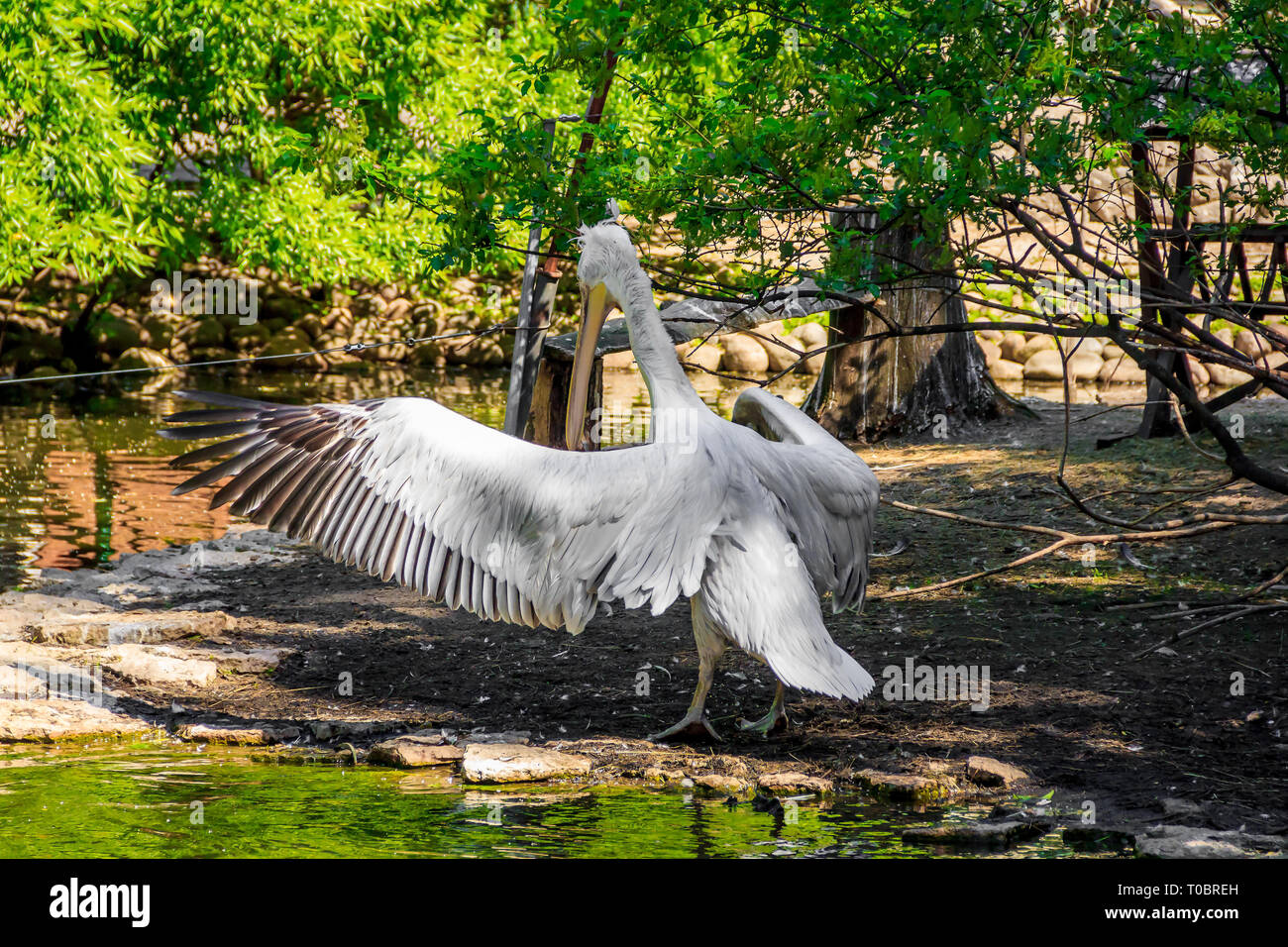 Pelican in the lake at the zoo. Big bird Bird in captivity. Bird in the ...