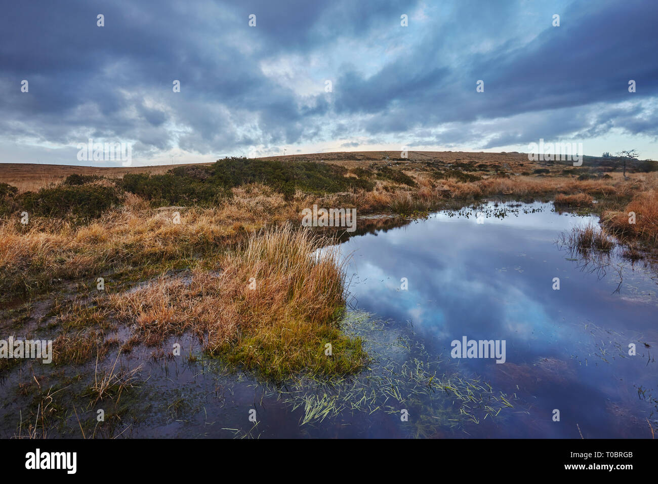 Marshy Pond High Resolution Stock Photography and Images - Alamy