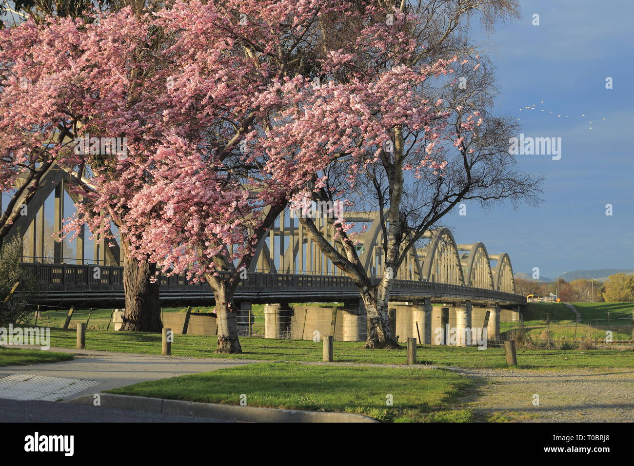 Clutha river new zealand hi-res stock photography and images - Alamy