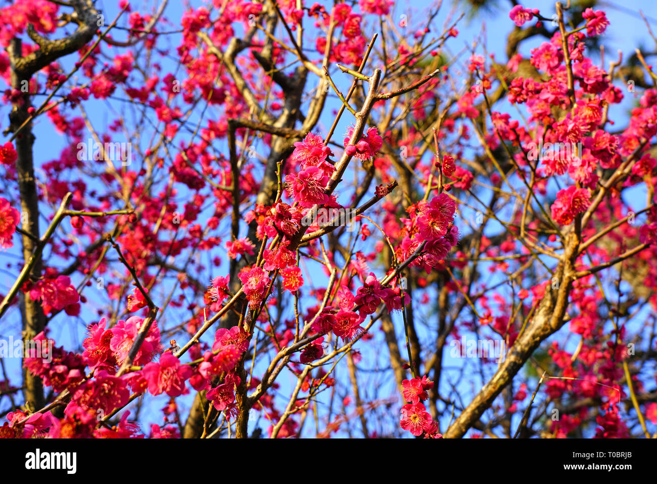 Pink flower blooms of the Japanese ume apricot tree, prunus mume, in ...
