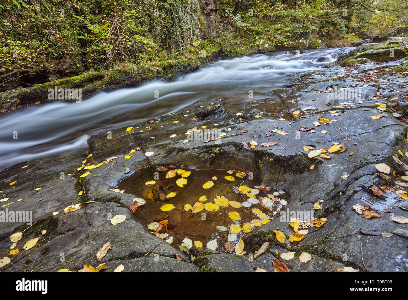 A woodland river in autumn; the East Lyn River, at Watersmeet, near ...