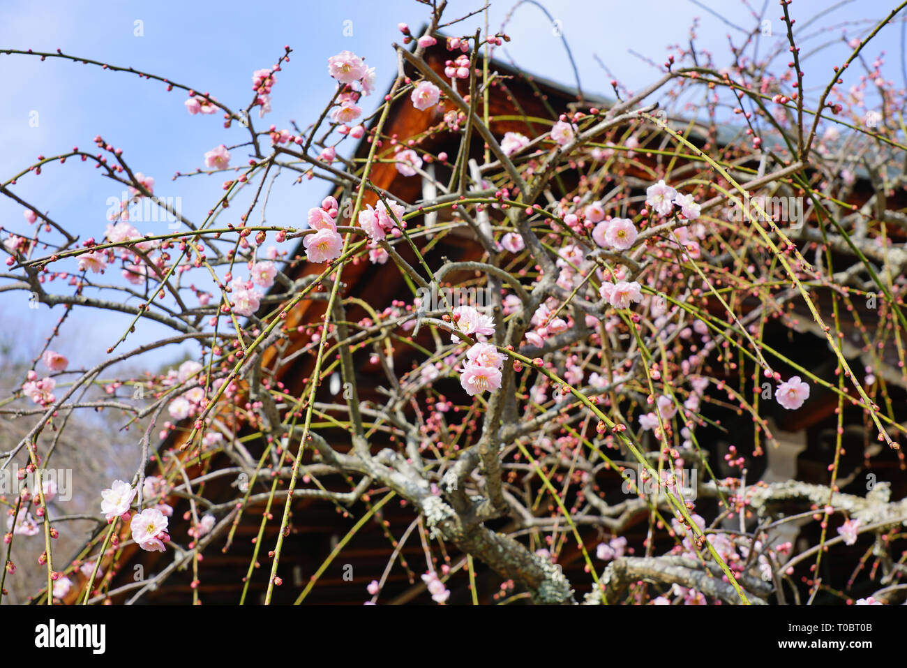 Pink flower blooms of the Japanese ume apricot tree, prunus mume, in ...