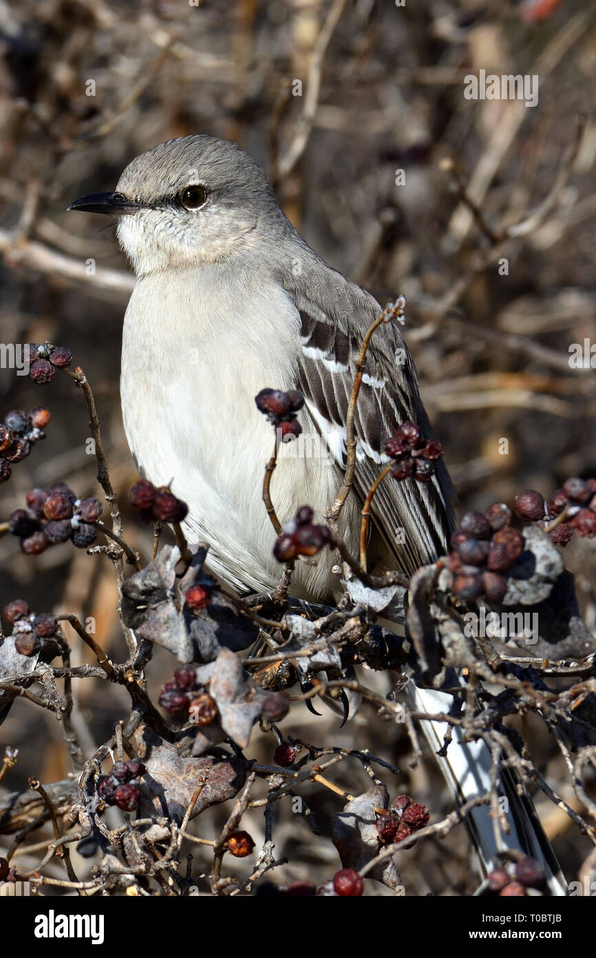 Cute mockingbird hi-res stock photography and images - Alamy