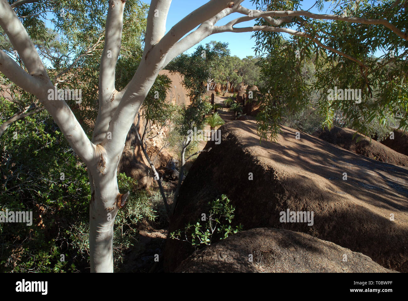 DINOSAUR CANYON, The Australian Age of Dinosaurs Museum of Natural ...