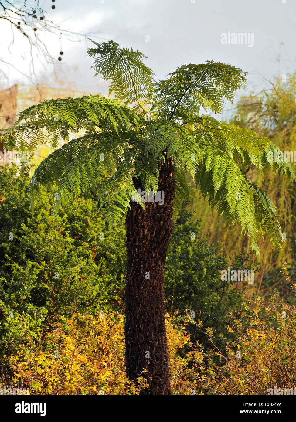 Tree fern or cycad growing in St. James Park, London, England, UK Stock ...