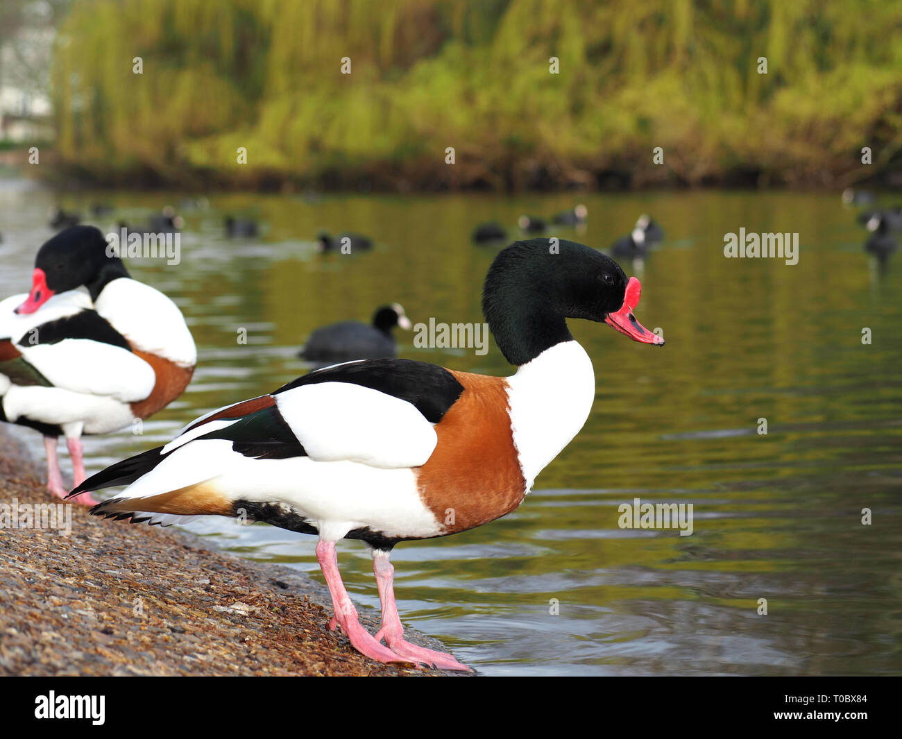 Shelducks at St. James Park, London, England, UK Stock Photo - Alamy