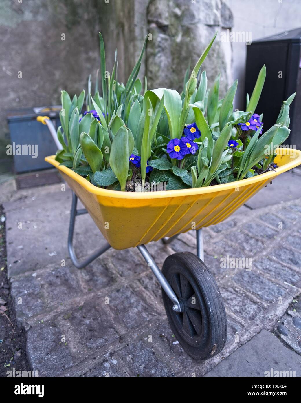 Purple wheelbarrow hi-res stock photography and images - Alamy