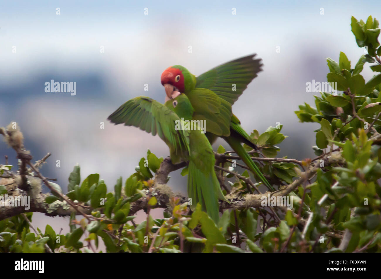 Parrots san francisco hi-res stock photography and images - Alamy