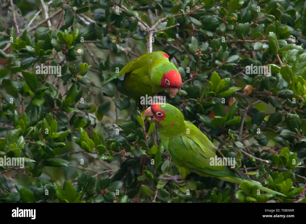Parrots san francisco hi-res stock photography and images - Alamy