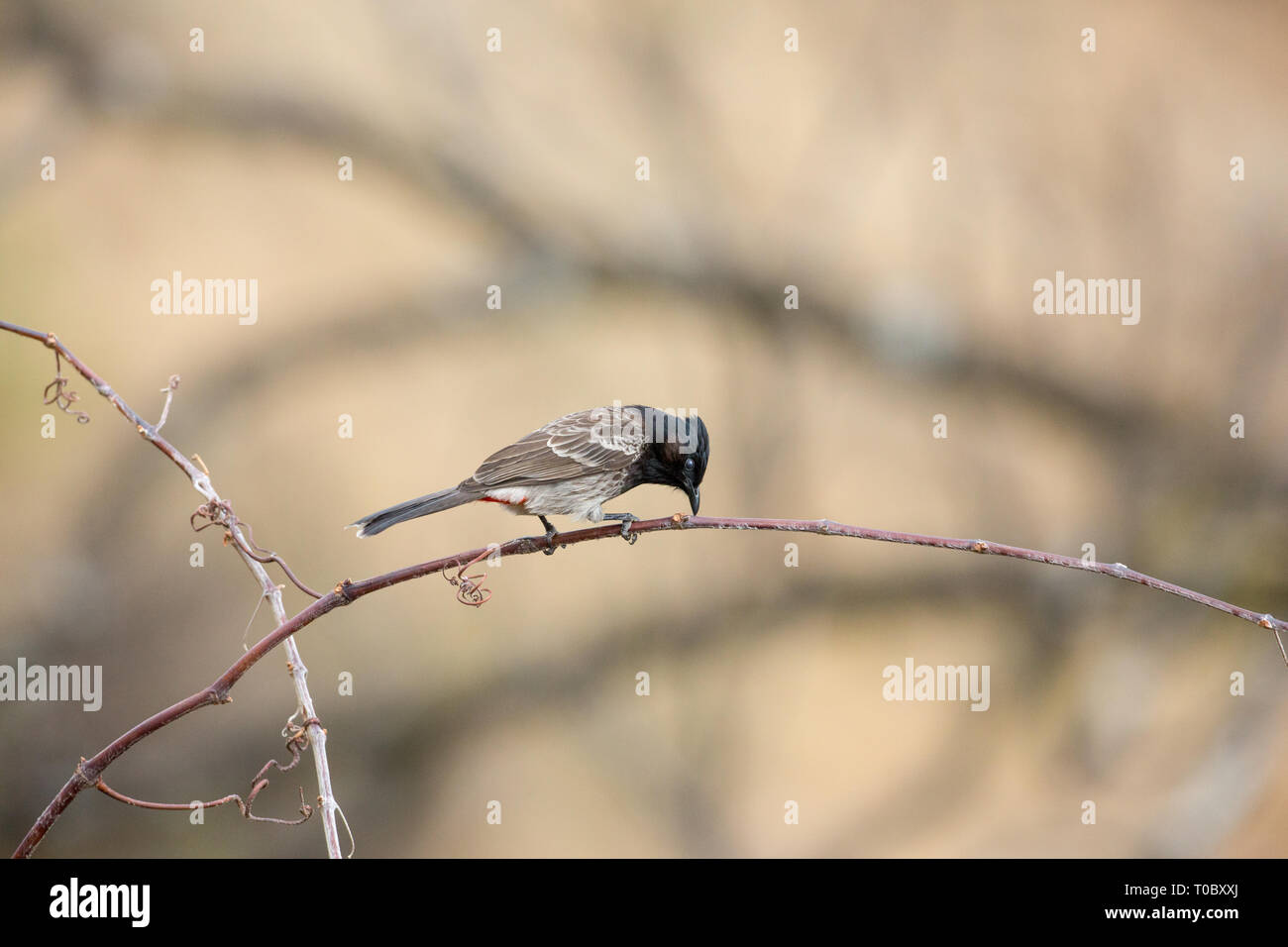 Red-vented Bulbul (Pycnonotus cafer bengalensis). Northern race ...