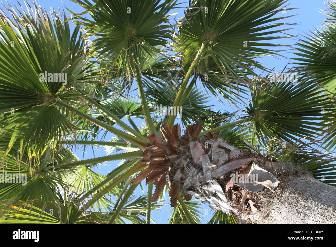 Palm base hi-res stock photography and images - Alamy