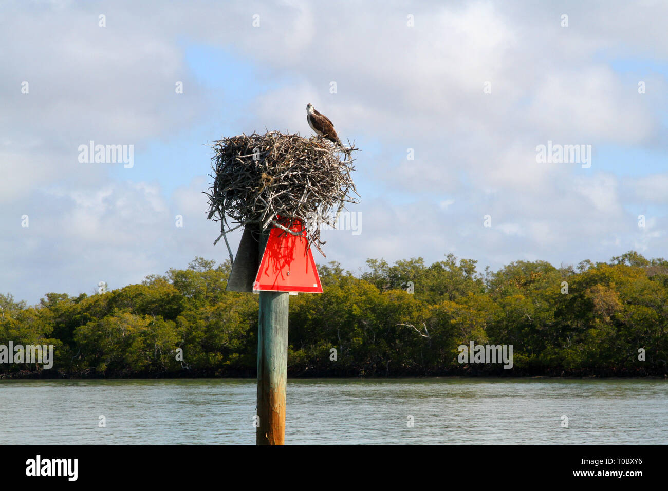 Raptor nest pole hi-res stock photography and images - Alamy