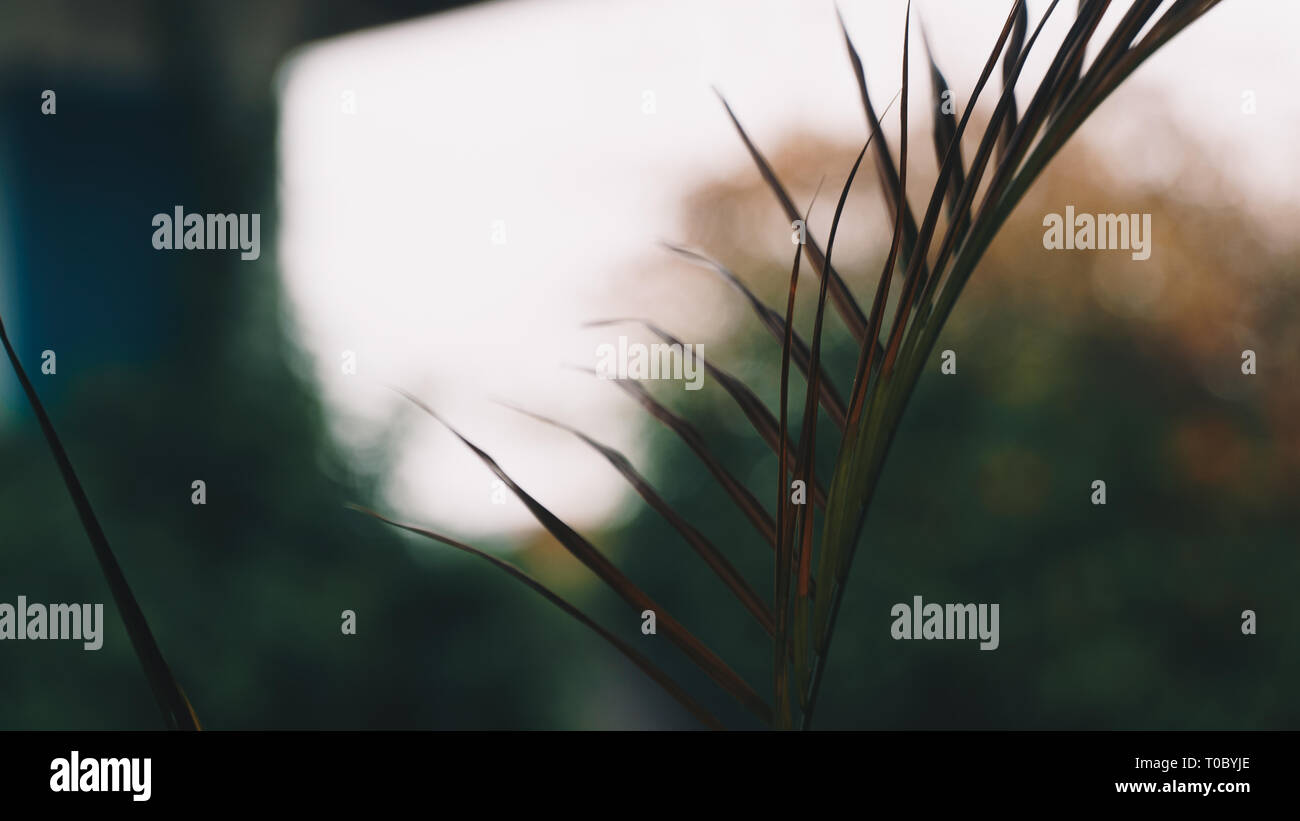 Zoomed in plant hi-res stock photography and images - Alamy