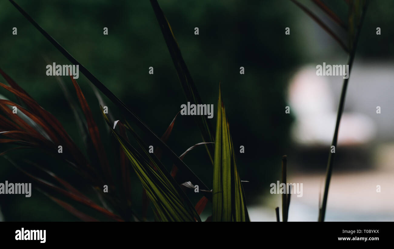 Zoomed in plant hi-res stock photography and images - Alamy