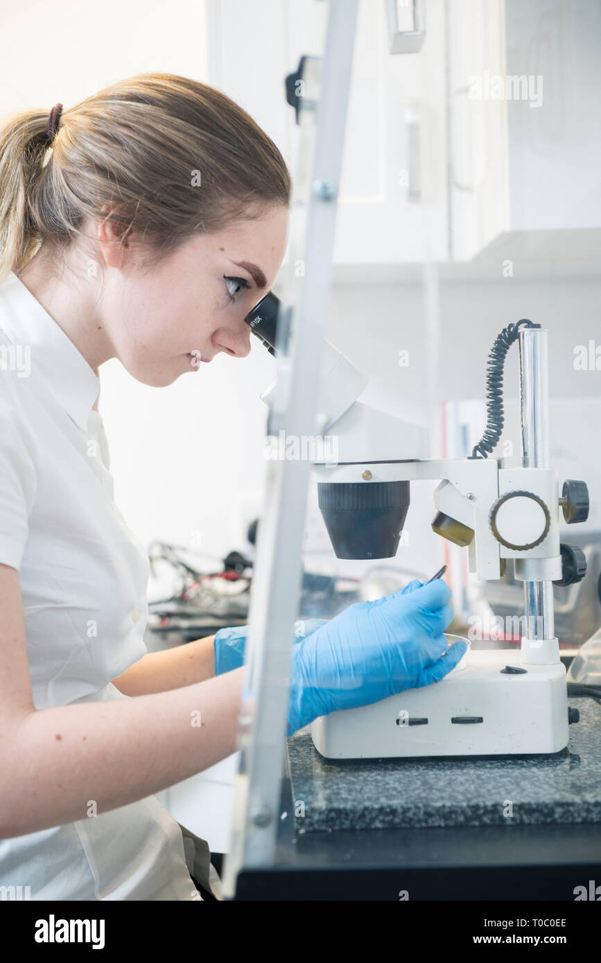 A female professional laboratory worker uses a microscope to examine a ...