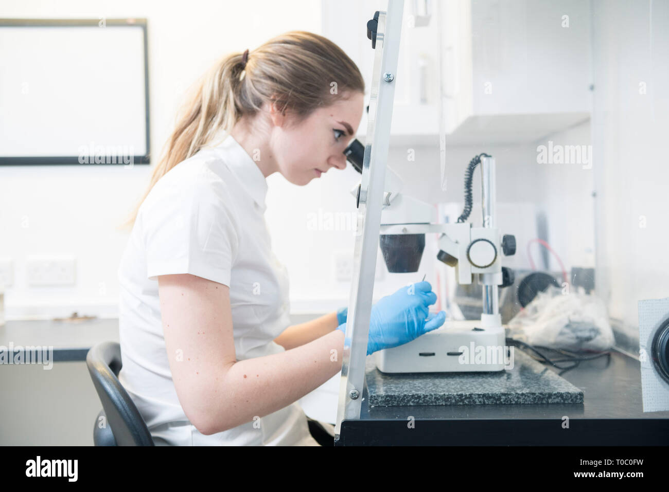 A female professional laboratory worker uses a microscope to examine a ...