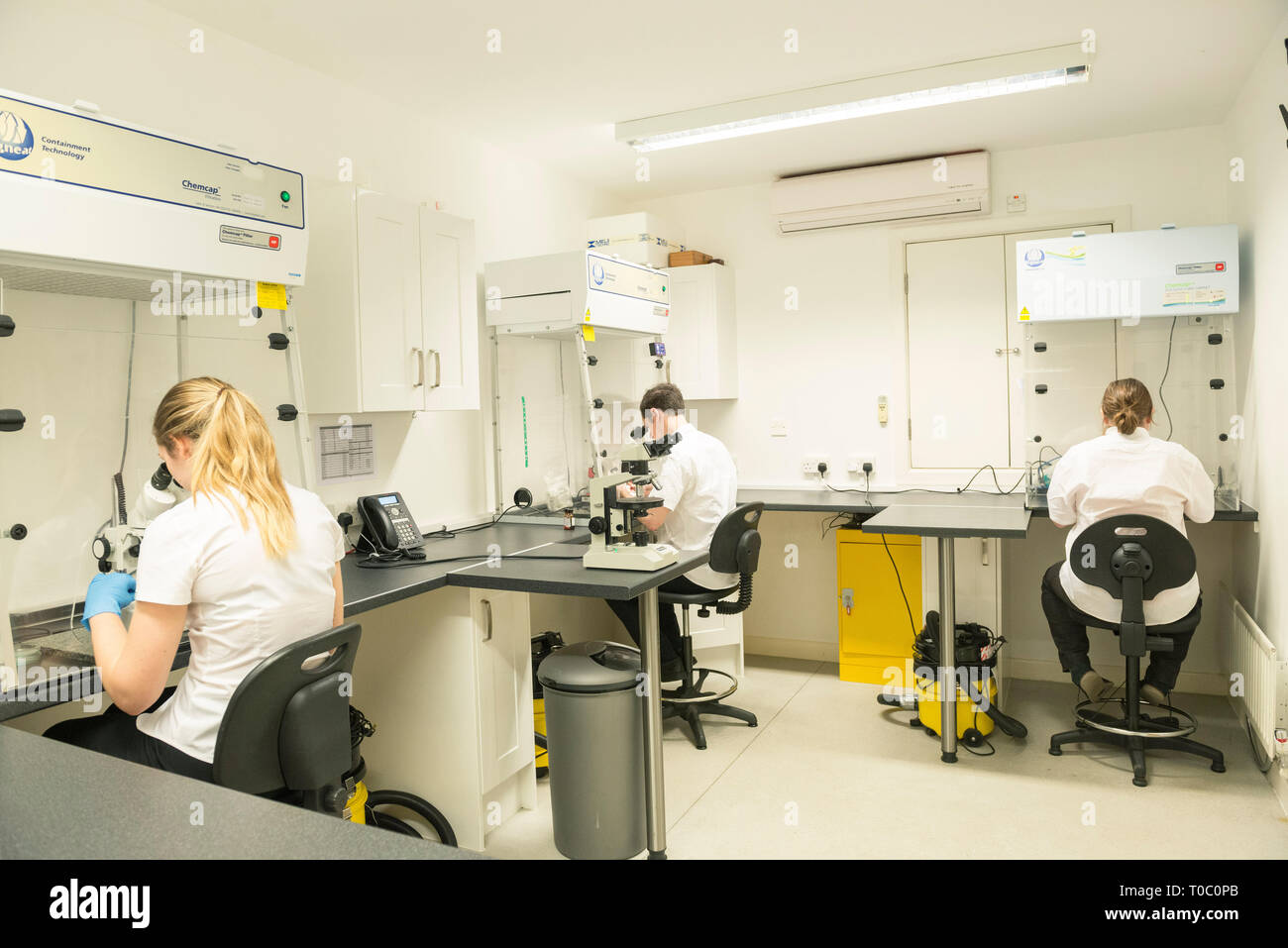 A female professional laboratory worker uses a microscope to examine a ...