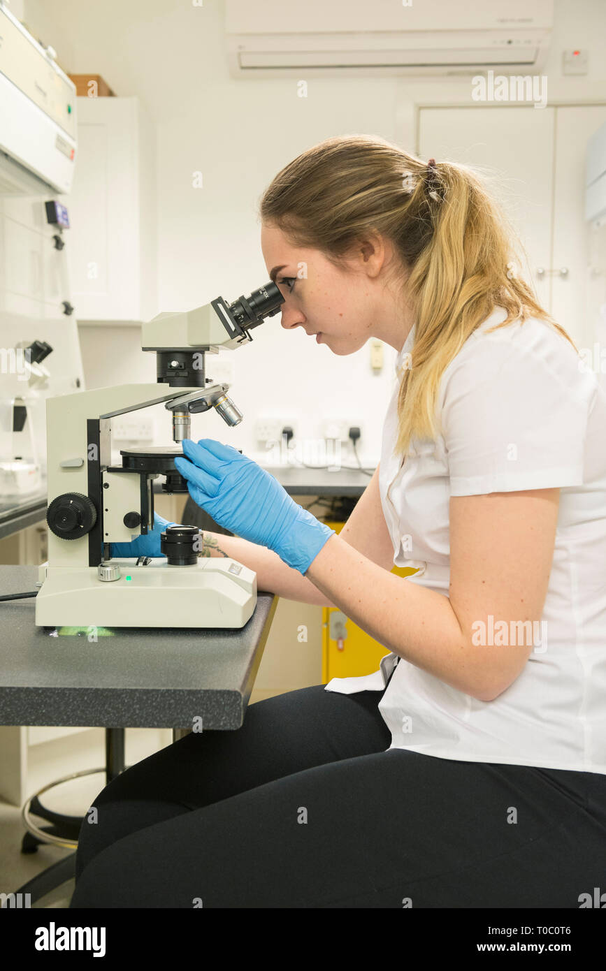 A female professional laboratory worker uses a microscope to examine a ...