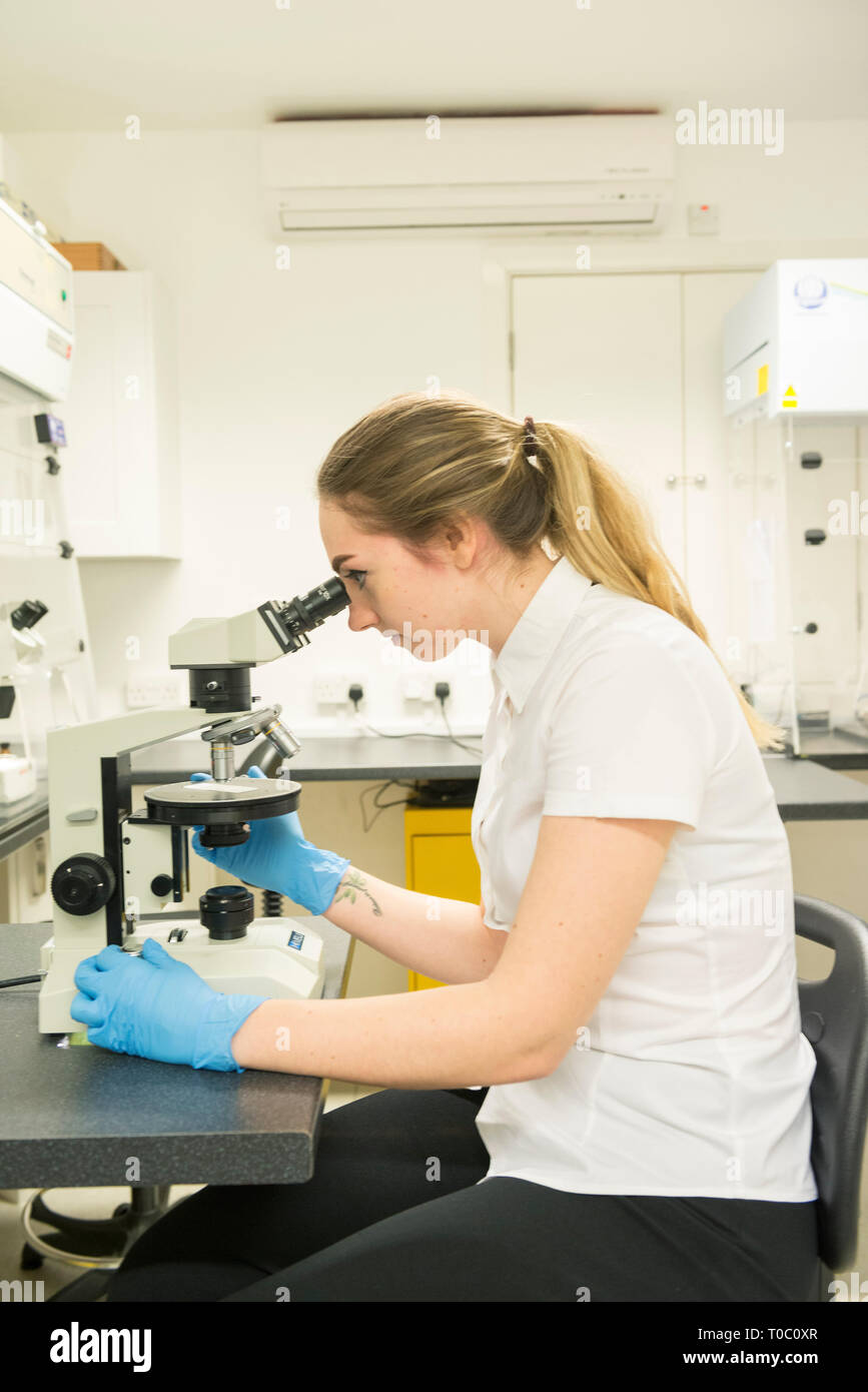 A female professional laboratory worker uses a microscope to examine a ...